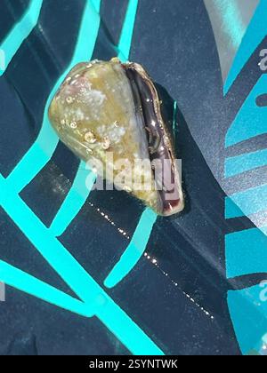 Mediterranean Cone Snail (Conus ventricosus Stock Photo - Alamy