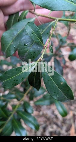Variable Muttonwood (Myrsine variabilis Stock Photo - Alamy