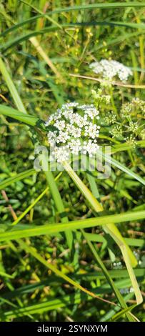water parsnip (Sium suave) Plantae Stock Photo - Alamy
