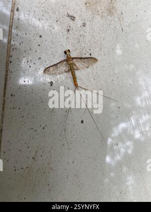 Green Drakes (Ephemera), Insecta, Dolvan, Tapi, GJ, IN Stock Photo - Alamy