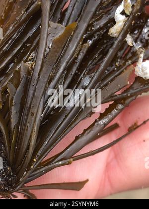 red algae (Rhodophyta), Plantae, Pescadero State Beach, San Mateo ...