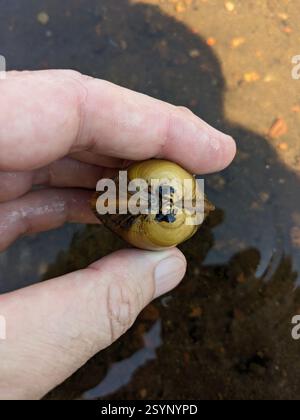 Sheepnose (Plethobasus cyphyus), Mollusca, Wisconsin, US Stock Photo ...