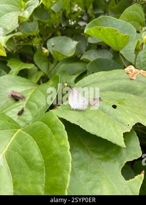 Indian Sunbeam (Curetis thetis), Insecta, Vansda National Park, Tapi ...