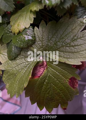 Wolf Spiders (Lycosidae) Arachnida Stock Photo - Alamy