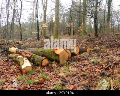 Timber cutting in the Forest of Dean Gloucestershire England uk Stock ...