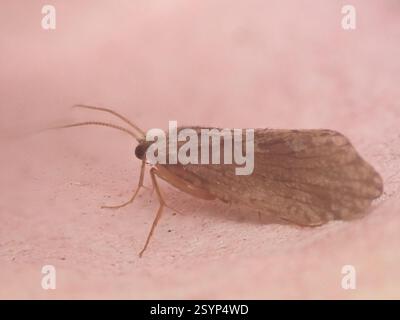 (Plectrocnemia conspersa), Insecta, 1459 Nesoddtangen, Norway Stock ...