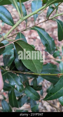 Variable Muttonwood (Myrsine variabilis Stock Photo - Alamy
