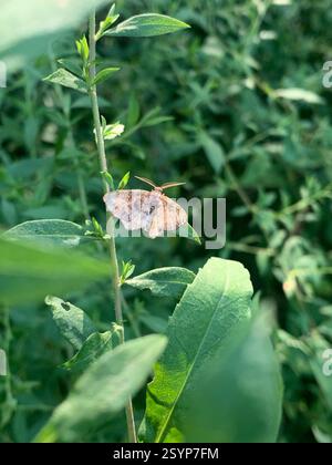 Geometer Moths (Geometridae), Insecta, The Arboretum State Botanical ...