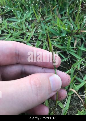 Korean grass (Zoysia japonica), Plantae, Kamikoshikicho Nakakoshiki ...