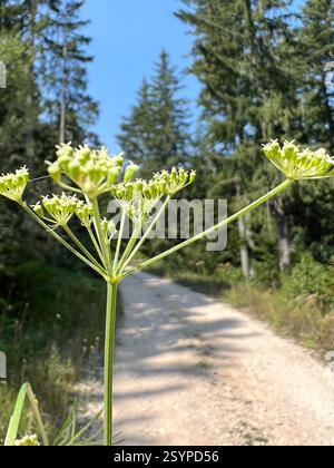 (Apioideae), Plantae, Glamoč, Federacija Bosne i Hercegovine, BA Stock ...