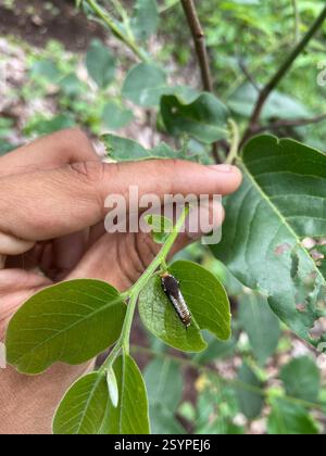 Spot Swordtail (Graphium nomius), Insecta, Dolvan, Tapi, GJ, IN ...