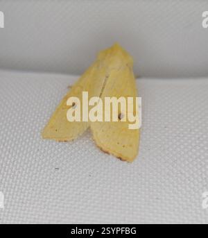 The Sallow (Xanthia icteritia), Insecta, 11, Новосибирск, Новосибирская ...