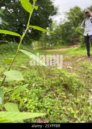 Silverlines (Cigaritis), Insecta, Vansda National Park, Tapi, GJ, IN ...