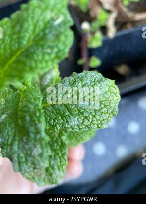 (Golovinomyces monardae), Fungi, California, US, Powdery mildew on my ...
