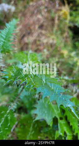 Tree Nettle (Urtica ferox), Plantae, Kokatahi, New Zealand Stock Photo ...