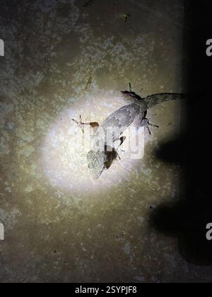 House Geckos (Hemidactylus), Reptilia, Dolvan, Tapi, GJ, IN Stock Photo ...