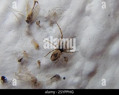 Meshweaver spider (Dictynidae Stock Photo - Alamy