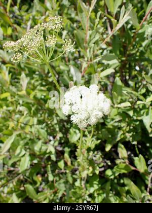 Lyall's angelica (Angelica arguta), Plantae, Pierce County, WA, USA ...