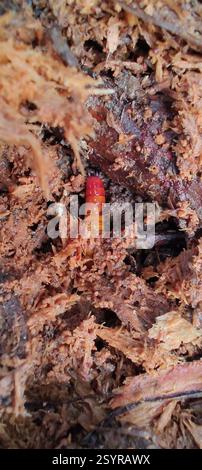 Darkling Beetles (Tenebrionidae), Insecta, UFPR- Campus Centro ...