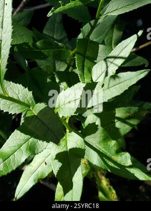Arrowleaf Senecio (Senecio triangularis), Plantae, Fergus County, MT ...