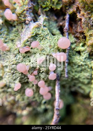 (Baeomyces heteromorphus), Fungi, Selwyn District, Canterbury, New ...