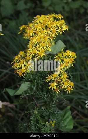 ragwort (Jacobaea vulgaris), Plantae, Sefton Park, Mossley Hill Drive ...