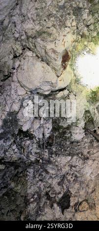 Marauder Ants and Carebara Thief Ants (Carebara) Insecta Stock Photo ...
