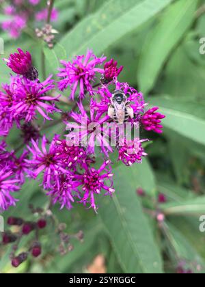 Denticulate Longhorn Bee (Melissodes denticulatus), Insecta, The ...