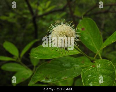 buttonbush (Cephalanthus occidentalis), Plantae, Riverton, Barkhamsted ...