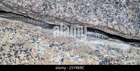 Tree Skink (Egernia striolata), Reptilia, G9WV+GH Mount Yarrowyck ...