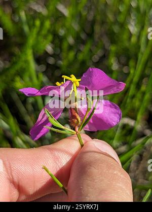 Meadowbeauties (Rhexia), Plantae, Yeehaw, FL 34972, USA Stock Photo - Alamy