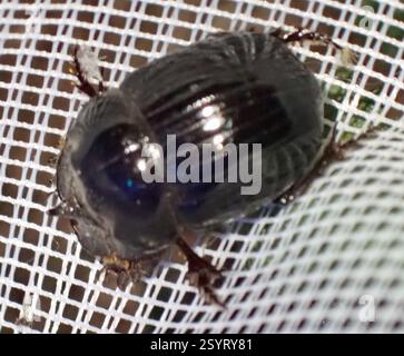(Copris lunaris) Insecta Stock Photo - Alamy