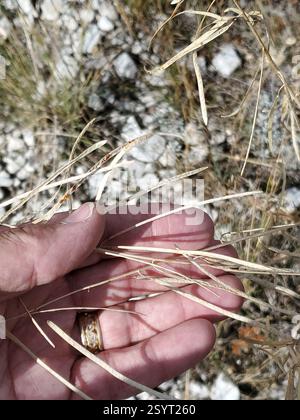 mustard family (Brassicaceae), Plantae, Fergus County, MT, USA Stock ...