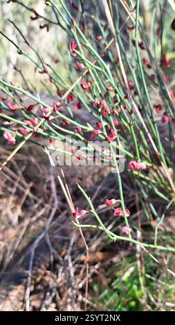 Leafless Bitter-pea (Daviesia brevifolia), Plantae, Bridgewater SA 5155 ...