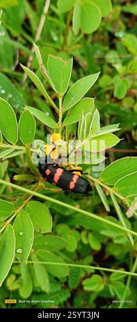 (Hycleus biundulatus), Insecta, Islak, Maharashtra 414111, India Stock ...