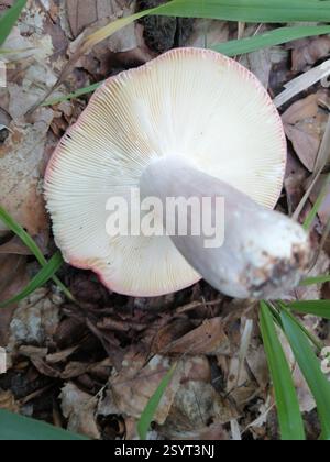 Olive Brittlegill (Russula olivacea) Fungi Stock Photo - Alamy
