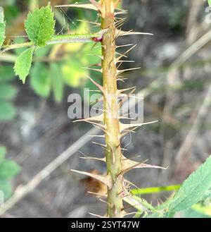 pine rose (Rosa pinetorum), Plantae, California, US, A petite Pine Rose ...