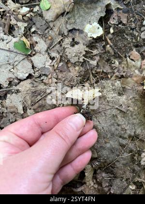 (Cotylidia diaphana) Fungi Stock Photo - Alamy