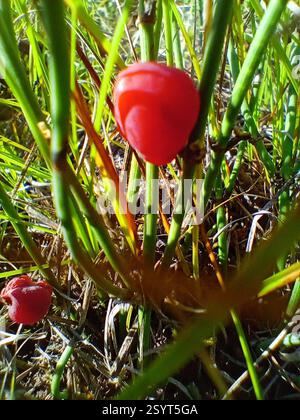 dwarf joint fir (Ephedra monosperma Stock Photo - Alamy