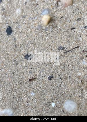 Big-headed Ant (Pheidole bicarinata) carrying the larva of a captured ...