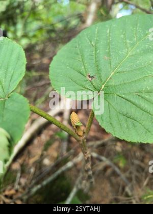 hobblebush (Viburnum lantanoides), Plantae, Lincoln, VT 05443, USA ...