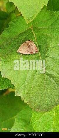 Teak Defoliator (Hyblaea puera) Insecta Stock Photo - Alamy