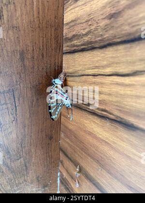 Spot Swordtail (Graphium nomius), Insecta, Dolvan, Tapi, GJ, IN ...