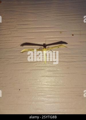American Straw-colored Plume Moths (Hellinsia stramineus Stock Photo ...