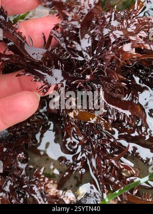 (Prionitis), Plantae, San Mateo, Golden Gate National Recreation Area ...