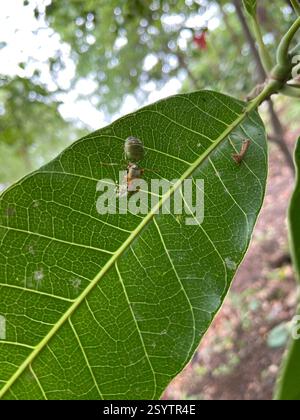 Asian weaver ant queen. Oecophylla smaragdina Stock Photo - Alamy