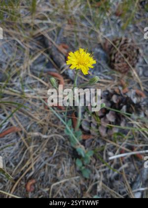 western hawkweed (Hieracium scouleri), Plantae, Okanagan-Similkameen ...