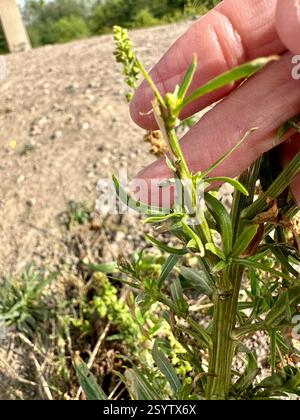 Weld (Reseda luteola), Plantae, A4232, Cardiff, Wales, GB, Leaves ...