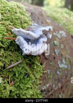 Blue Cheese Polypore (Cyanosporus caesius), Fungi, NW Arboretum Rd ...