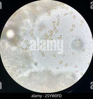 (Pseudosperma curreyi), Fungi, Van Cortlandt Park, New York, NY, US ...
